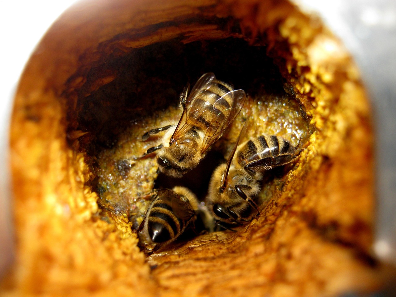 Propolis Rouge : Bienfaits et vertus de ce produit de la ruche ...